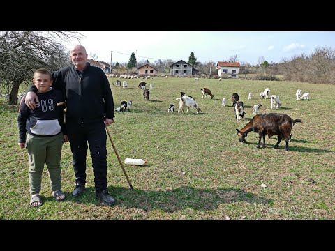 I ovo je moguće, ovce i koze u jednom stadu, dedo i unuk uživaju u ovom poslu