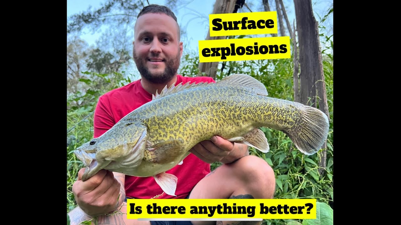 Hungry cod comes back for a second go! Off the top Murray Cod fishing ...