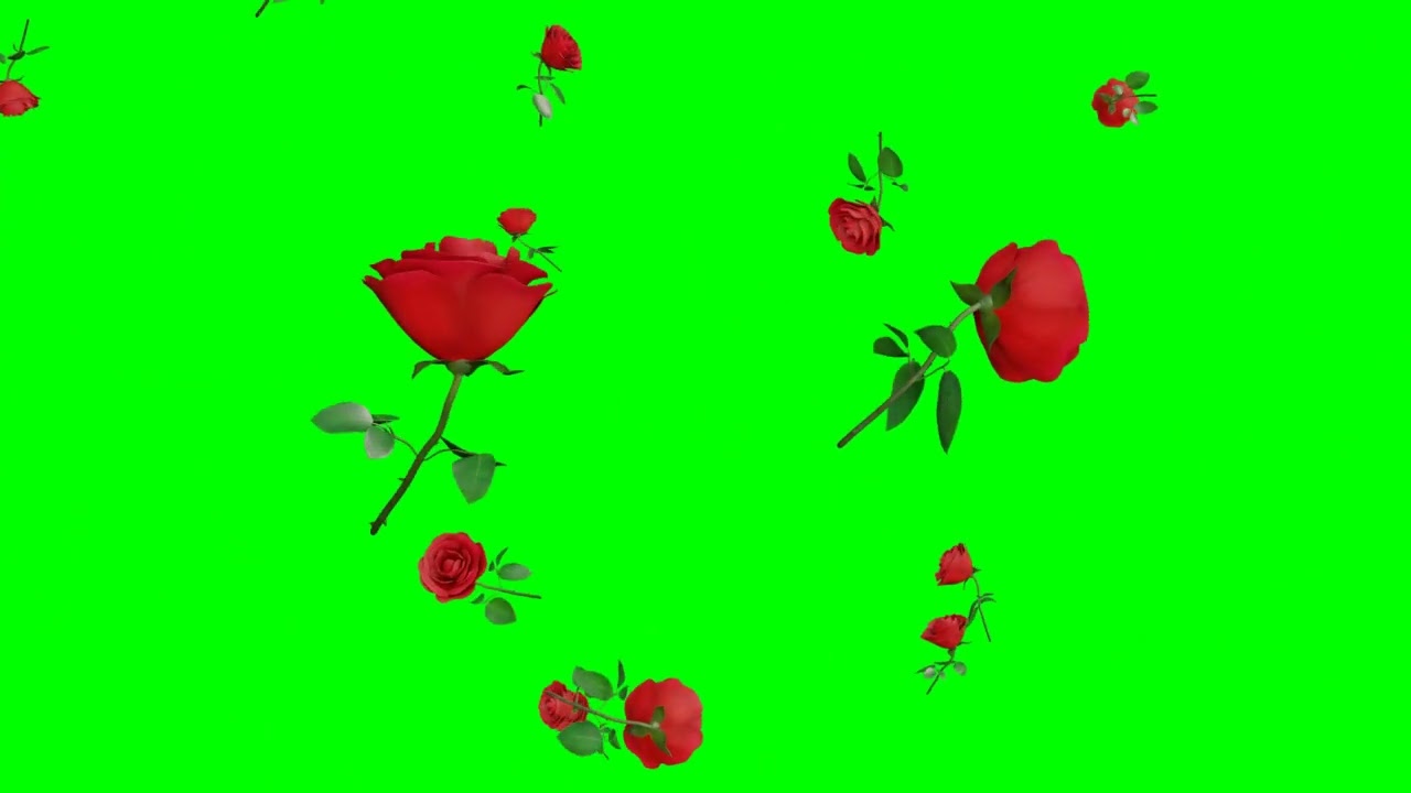 Falling Rose Green Screen / free 4k stock footage / 4-min loop - YouTube