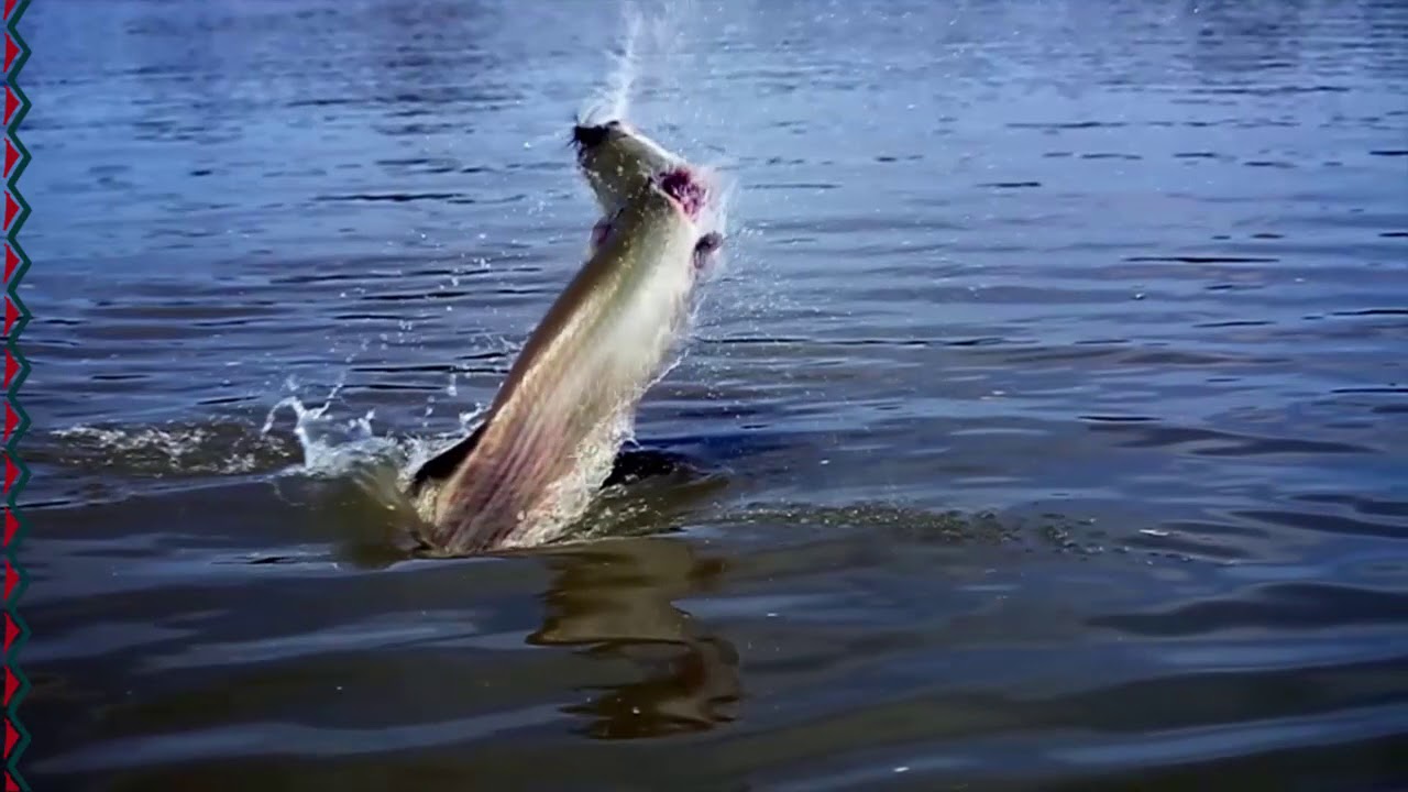 PIRARUCÚ - The Wildest Jungle fish - Arapaima - YouTube