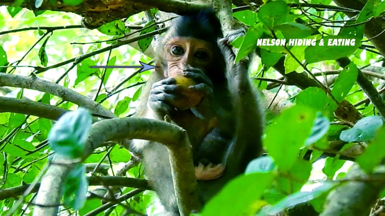 MG! Baby Monkey NELSON Getting Fruit & Running & Climbing Up To Hide ...