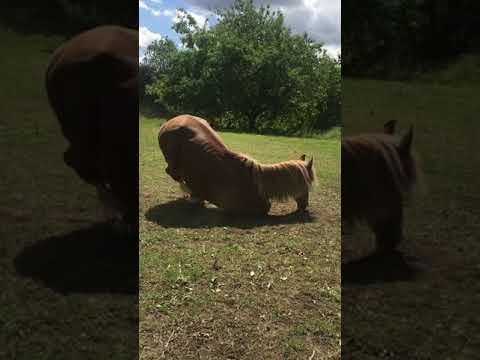 Cute Horse rolling around and farting