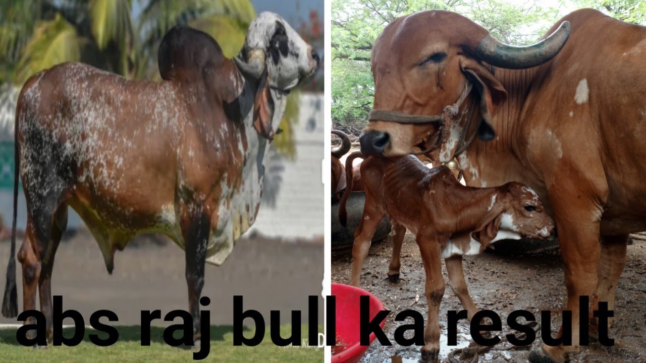 abs raj bull ka result#viral#animals#youtubevideo#cow#farming#bull ...
