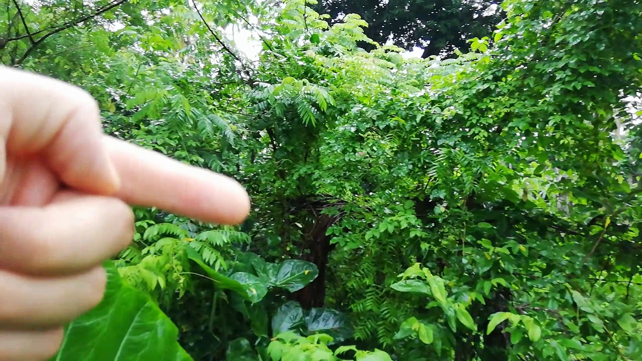 2/3 AbN at Msonge Organic Family Farm. Zanzibar, East Africa. - YouTube