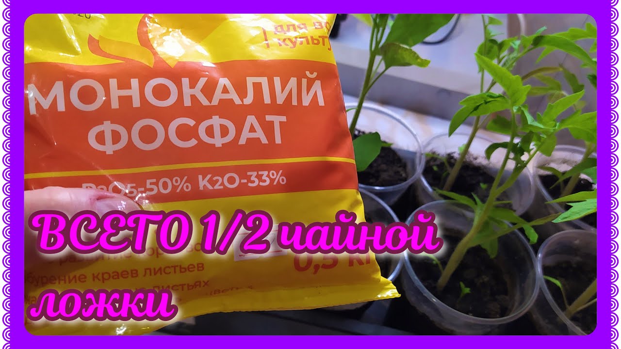 ПОДКОРМКА РАССАДЫ ТОМАТОВ! УДИВИТЕСЬ РЕЗУЛЬТАТУ! - YouTube