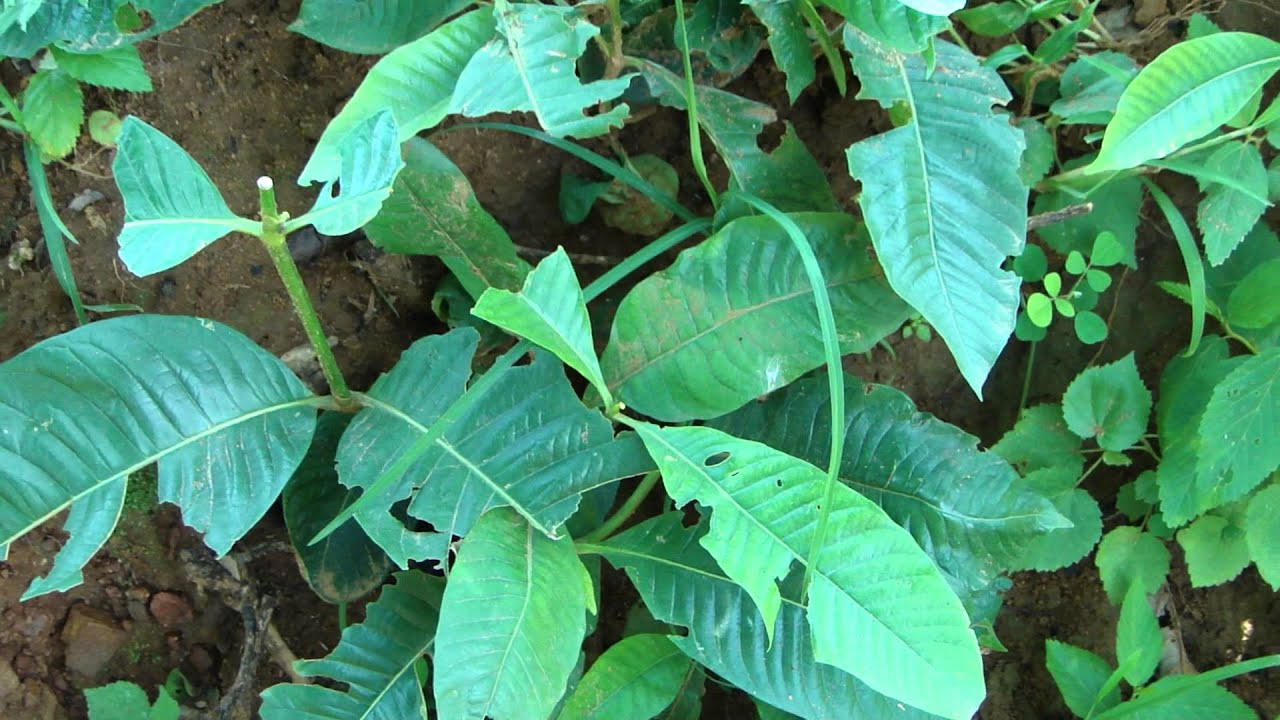 Botanicals for Red Leaf Spot of Jowar- Pankaj Oudhia's TAgri.K ...