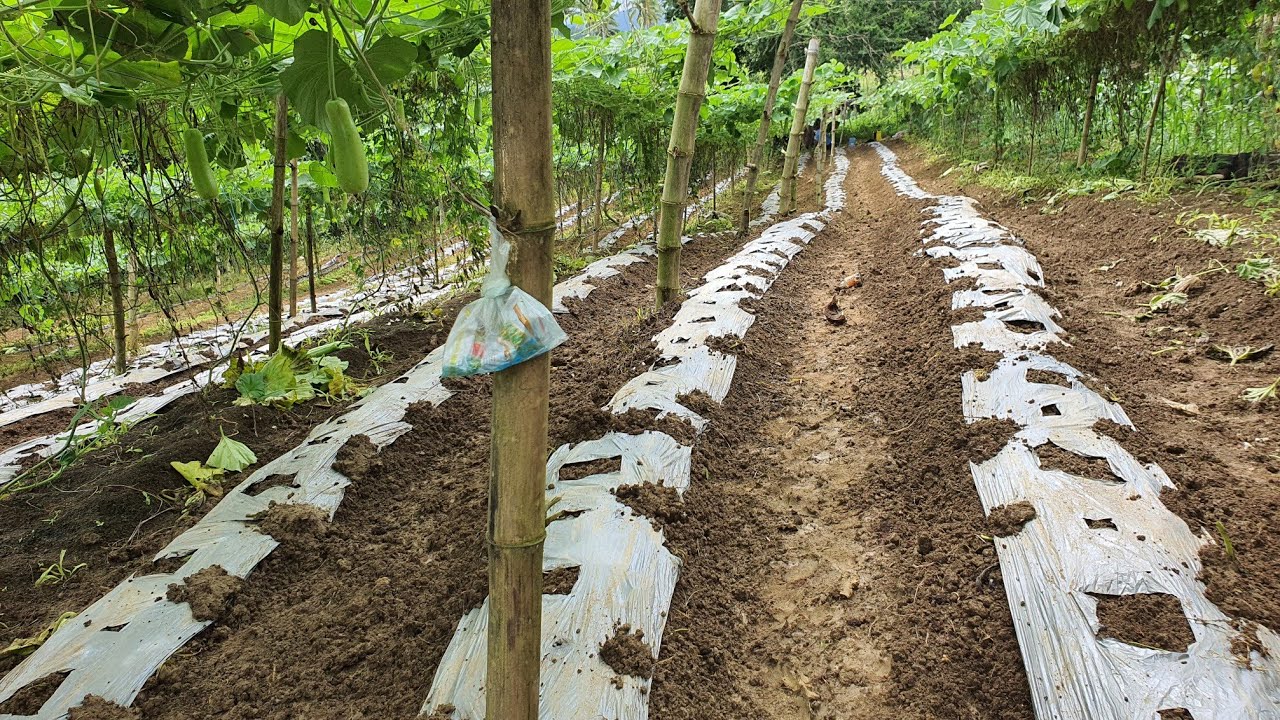 BELL PEPPER 🫑 PLANTING DISTANCE AND SPACING || INTERCROP WITH BOTTLE ...