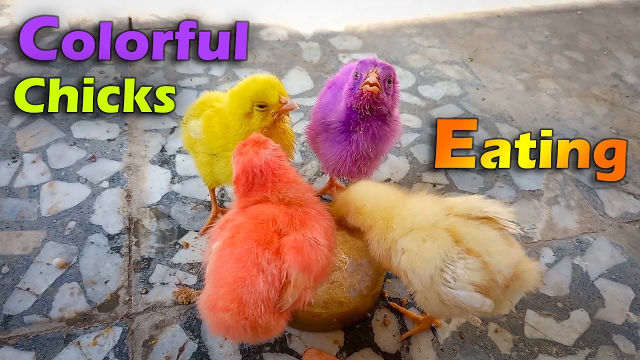 Chicks are very hungry😯 - YouTube