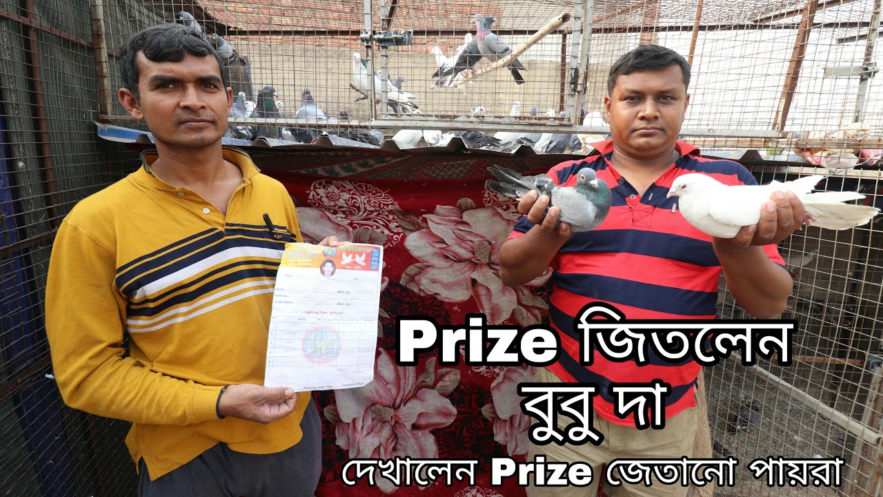 Bubu Da Show competition Winner Pigeons / Bubu Da Got Prize From Howrah ...