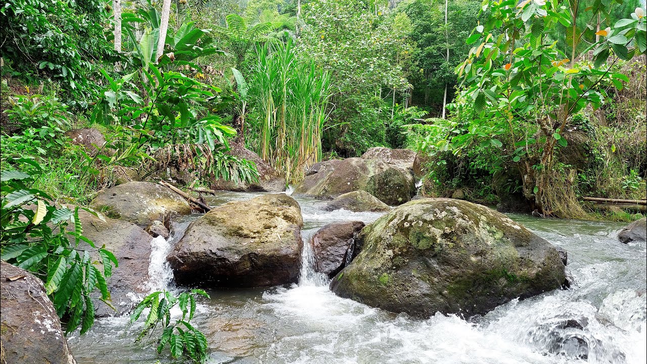 Restful Rapids Serene Water Stream and Nature Sounds For Relaxing ...
