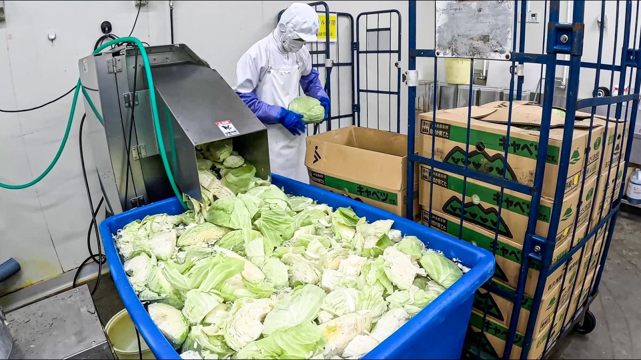 1日餃子7万個！大阪府民を支えるローカルラーメンチェーン店の食品製造工場がハンパない丨Japanese Food Factory ...