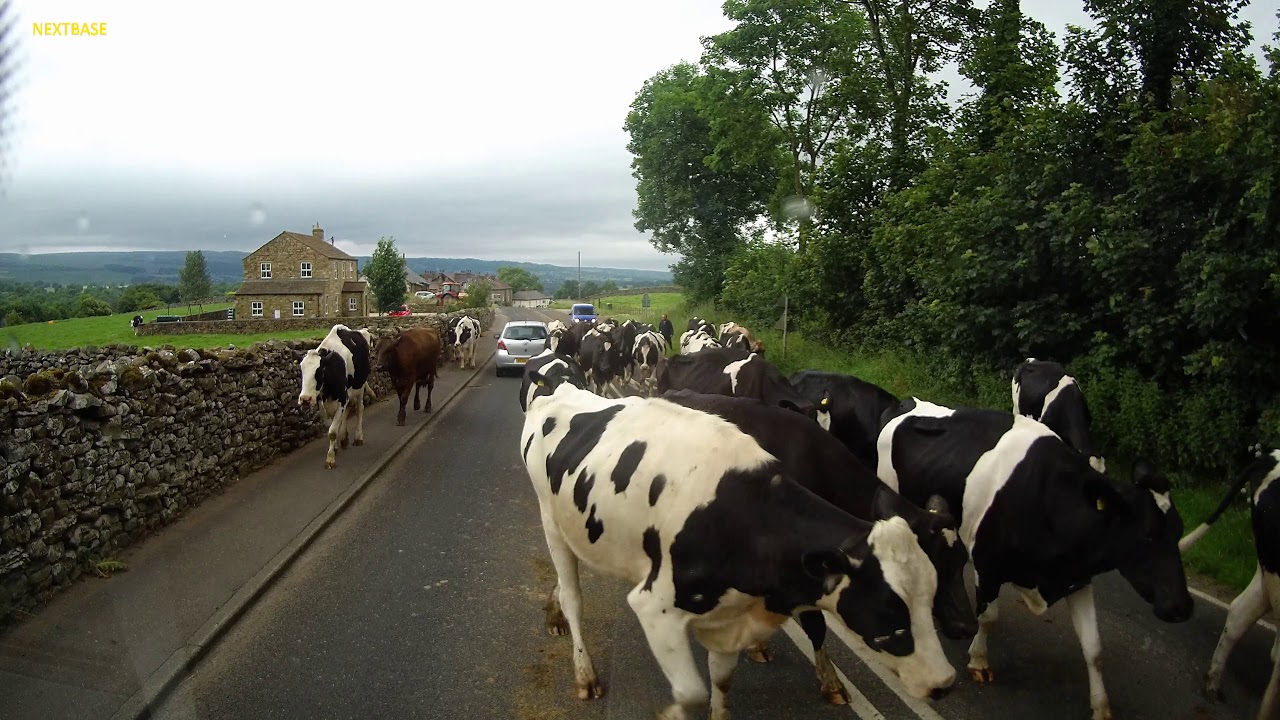 Caught on Dashcam! Cows in Wensleydale traffic jam! (4K Silent) - YouTube