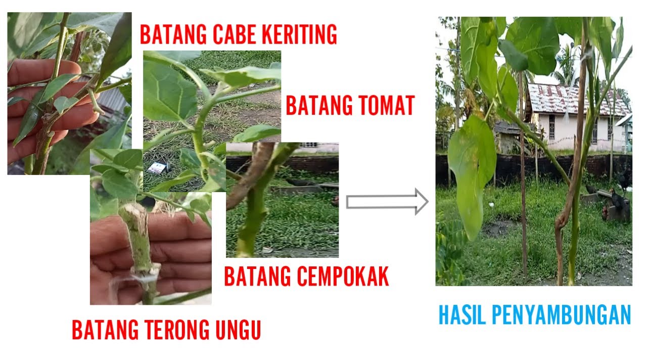 Sambung Pucuk Cabe, Tomat, dan Terong Pada Pohon Cempokak - YouTube