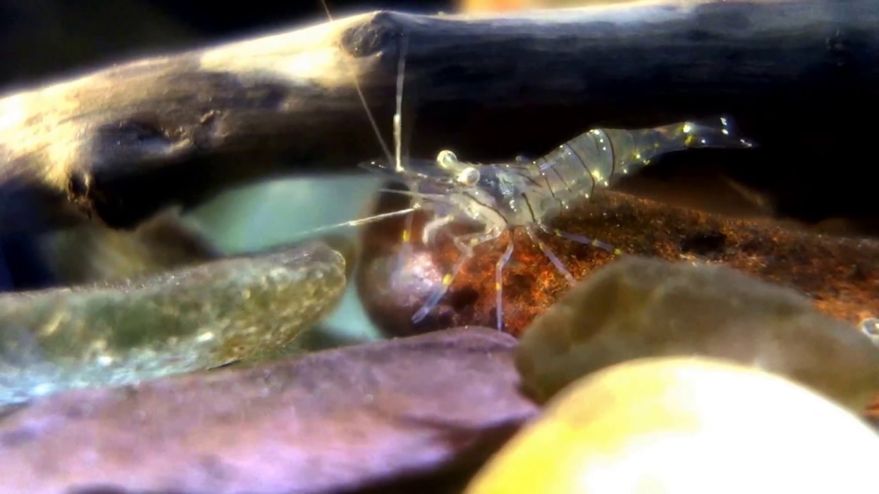 Common prawn feeding - YouTube