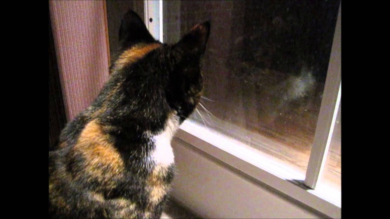 Feline Observational Video XL - Cat on Guard - YouTube