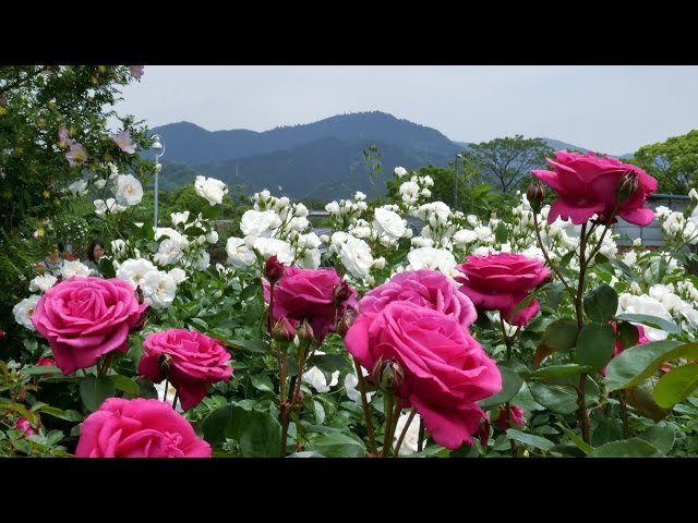 Japanese Rose Garden Atami Akao Herb And Rose Garden TravelFeed
