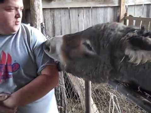 donkey bites fatboy - YouTube