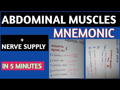 ABDOMINAL MUSCLES MNEMONIC + NERVE SUPPLY IN 5 MINUTES - YouTube