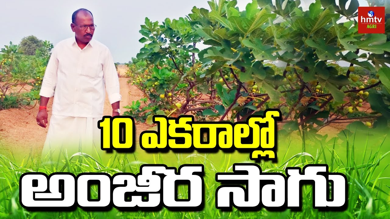10 ఎకరాల్లో అంజీర సాగు | Farmer Seshi Reddy Fig ( Anjira ) Farming ...