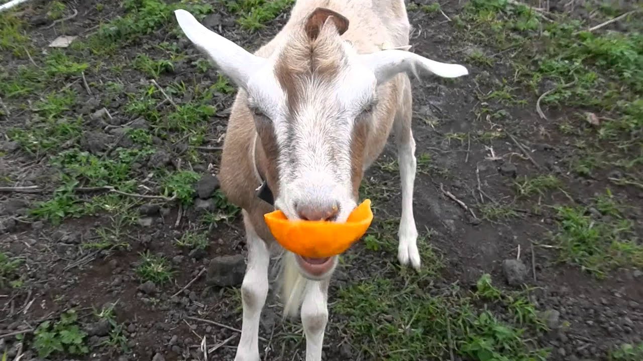 How goats eat Part 6 Papayas - YouTube