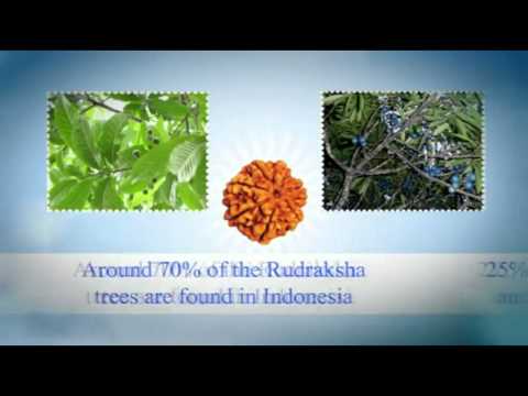 RAO'S RUDRAKSHA SOLUTIONS