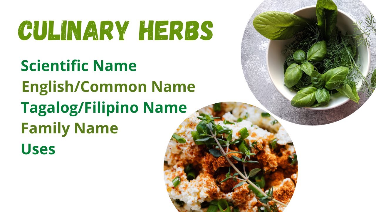 CULINARY HERBS | Scientific Name | Uses, Common Name | Filipino Name ...