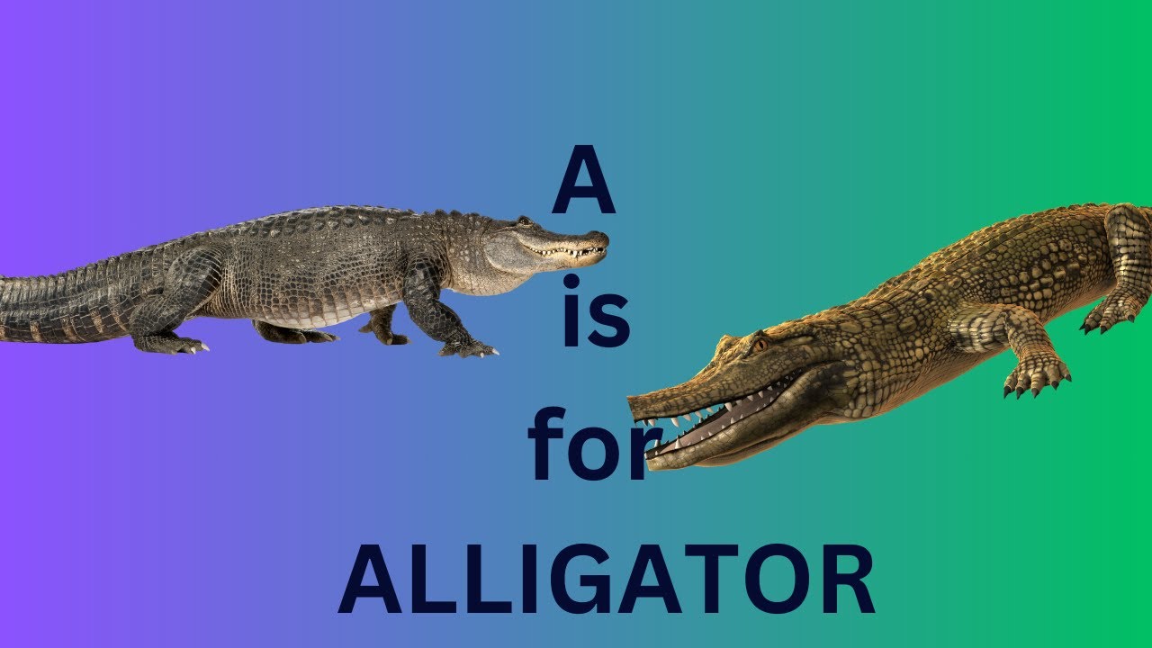 Allen's Animal Alphabet - The Amazing Alligator - A is for Alligator ...