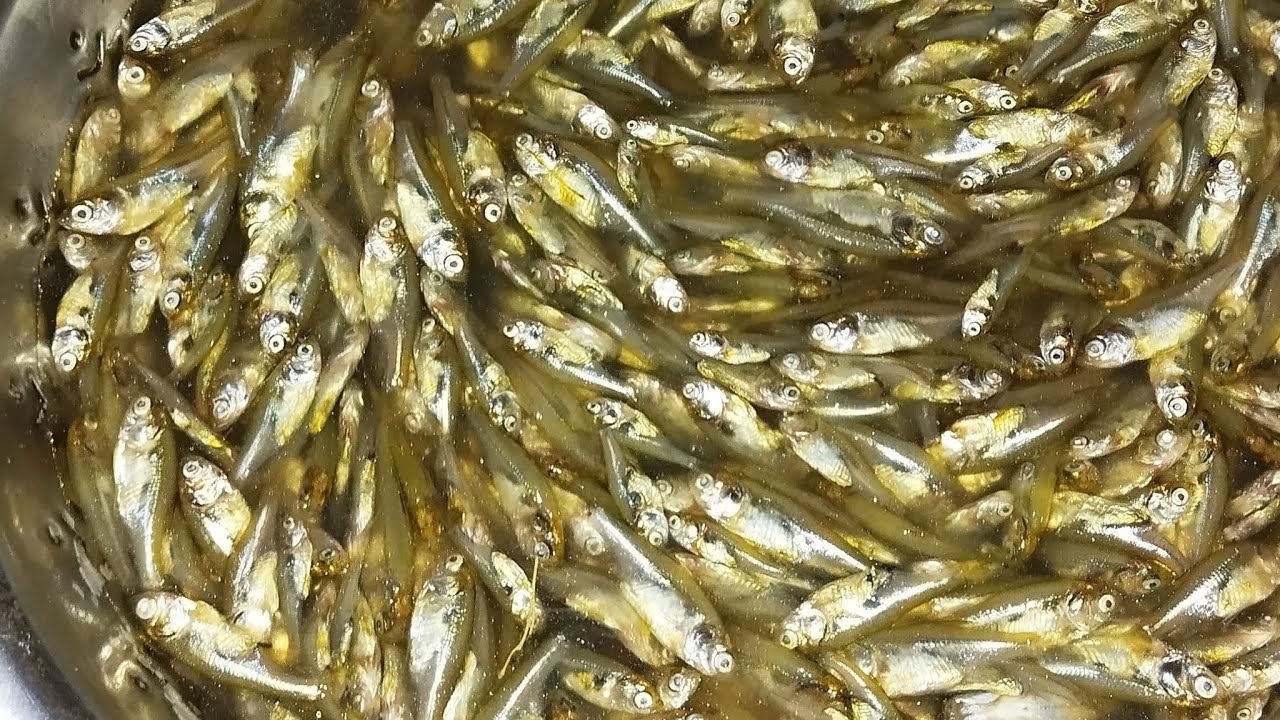 small fish curry || chota machili ka recipes😋😋 @jhumusangma8810 - YouTube