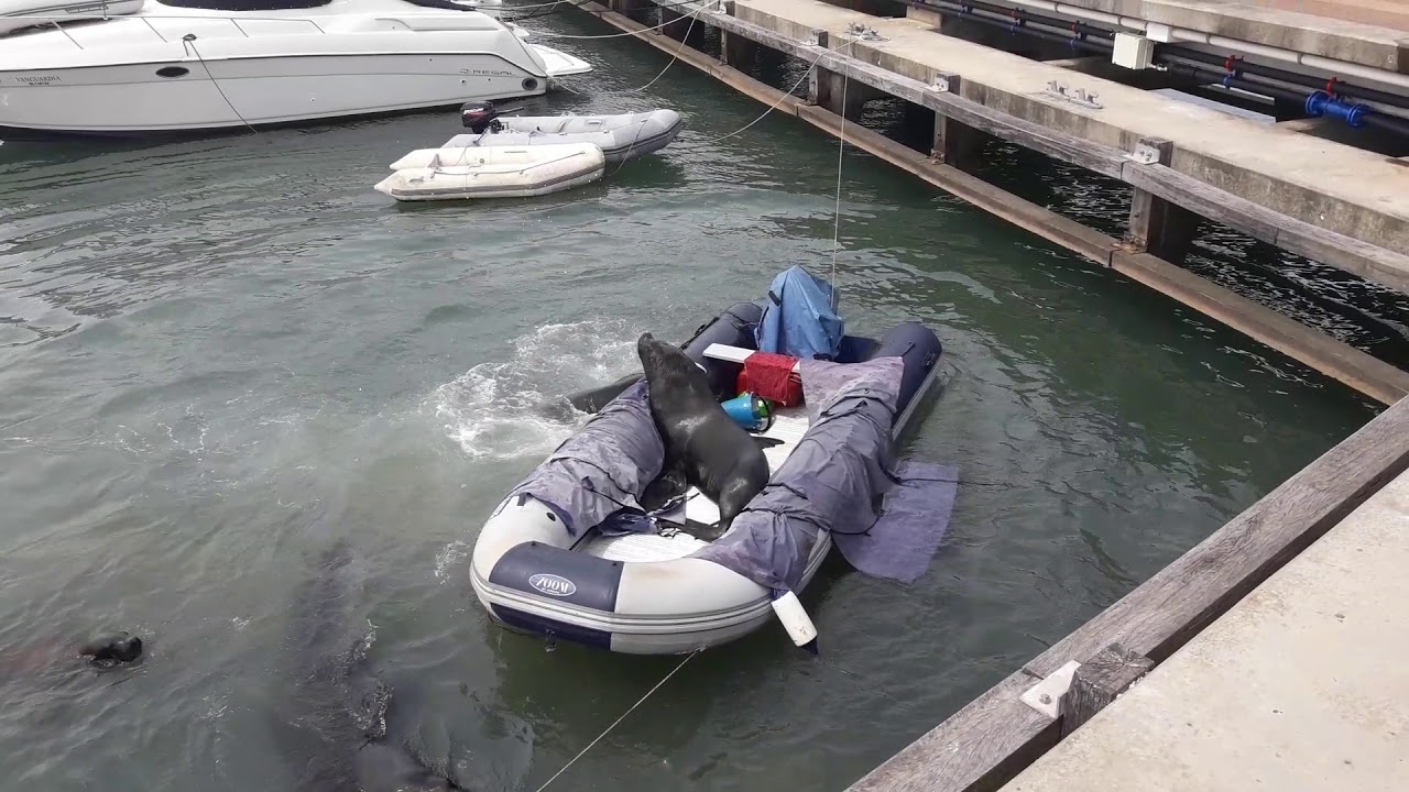 ¡Este bote es mío! - YouTube