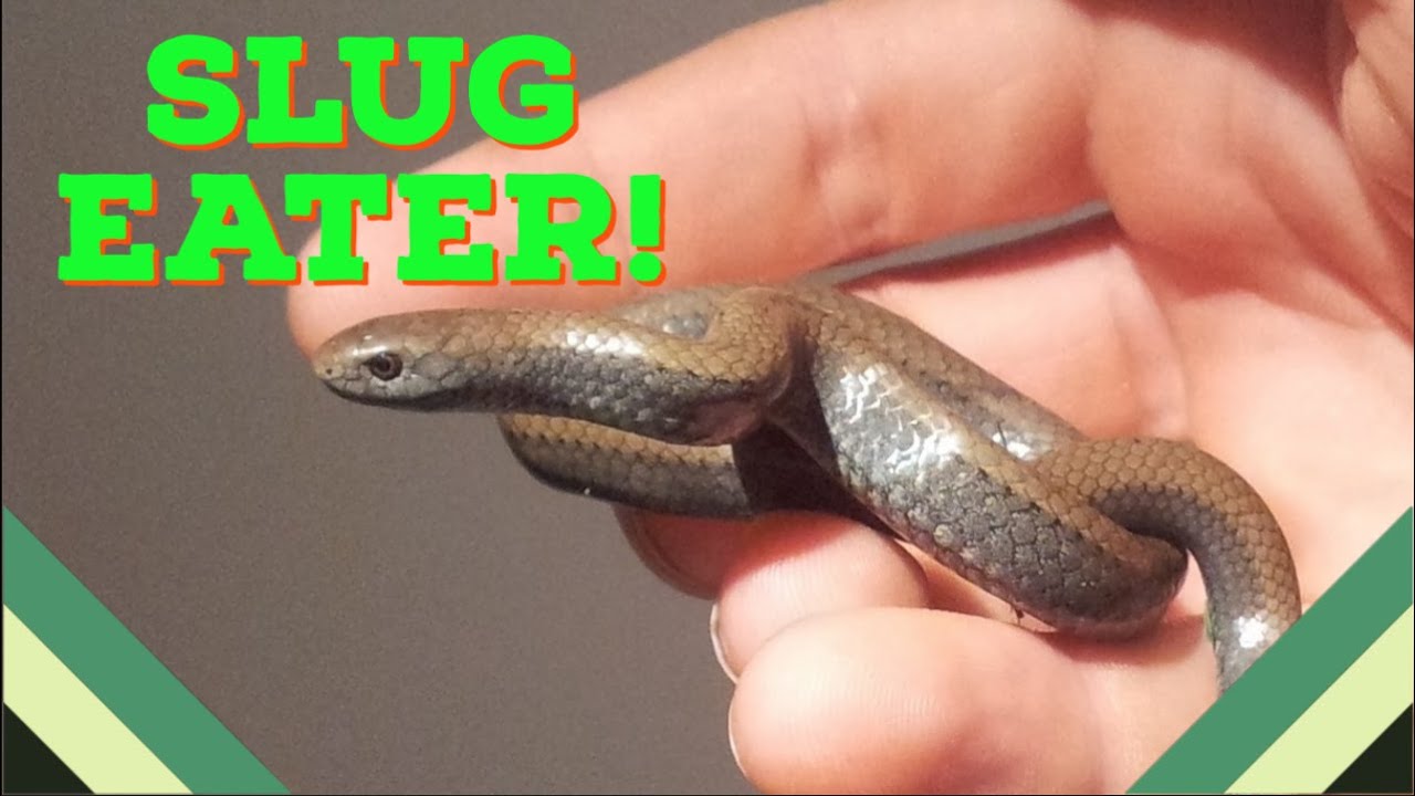 Snake Profile: Common Slug-Eater - YouTube