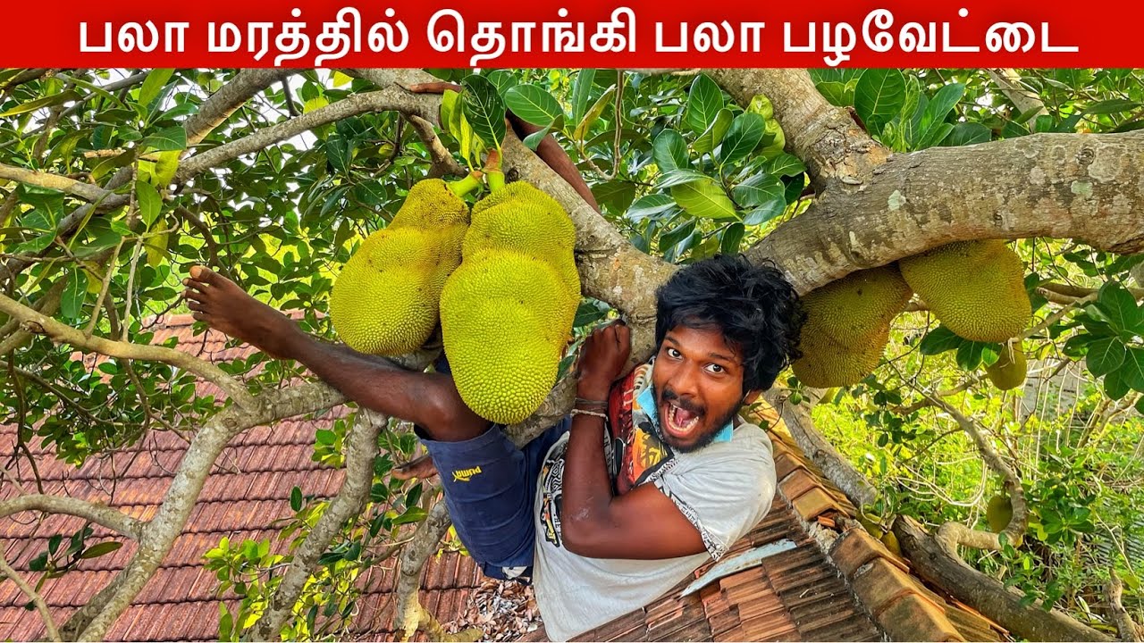 யாழ்ப்பாண பலா பழ வேட்டை Jack Fruit Tree tour | Jaffna Suthan - YouTube