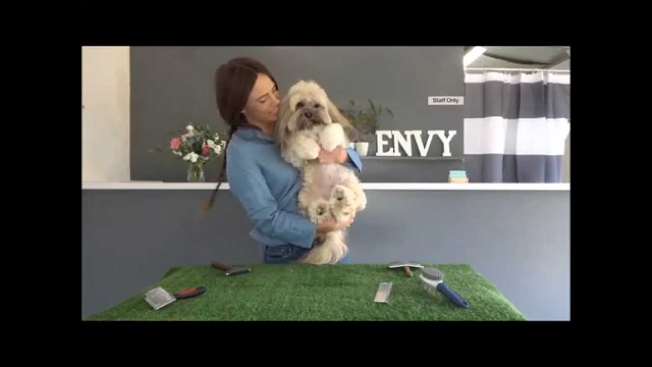 Dogs Envy | how to brush your dog - YouTube