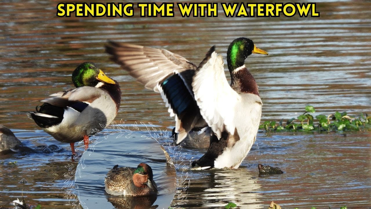Spying on Ducks in Autumn: Waterfowl Galore! - YouTube