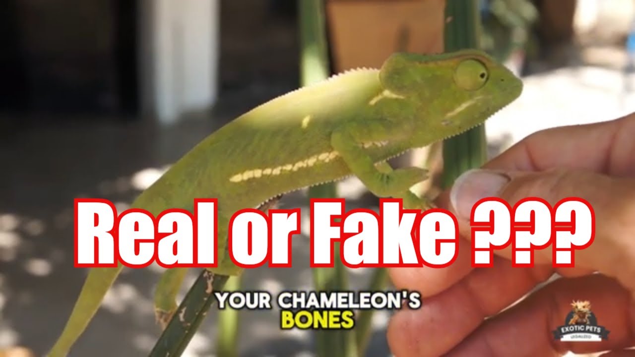 A Flap-Neck Chameleon Secret Weapon Revealed - YouTube