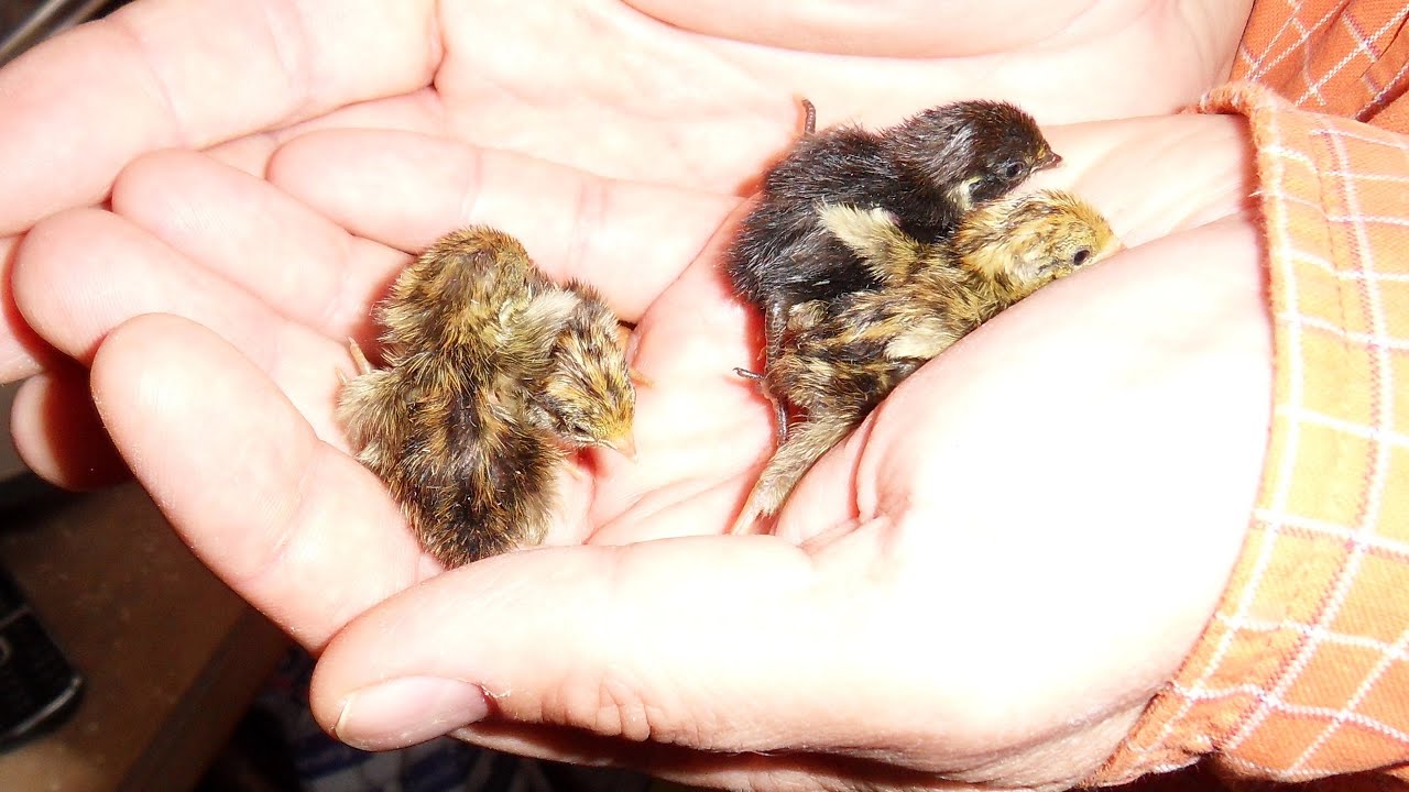 Day old chicks of Chinese Painted Quails aka Button Quail - YouTube