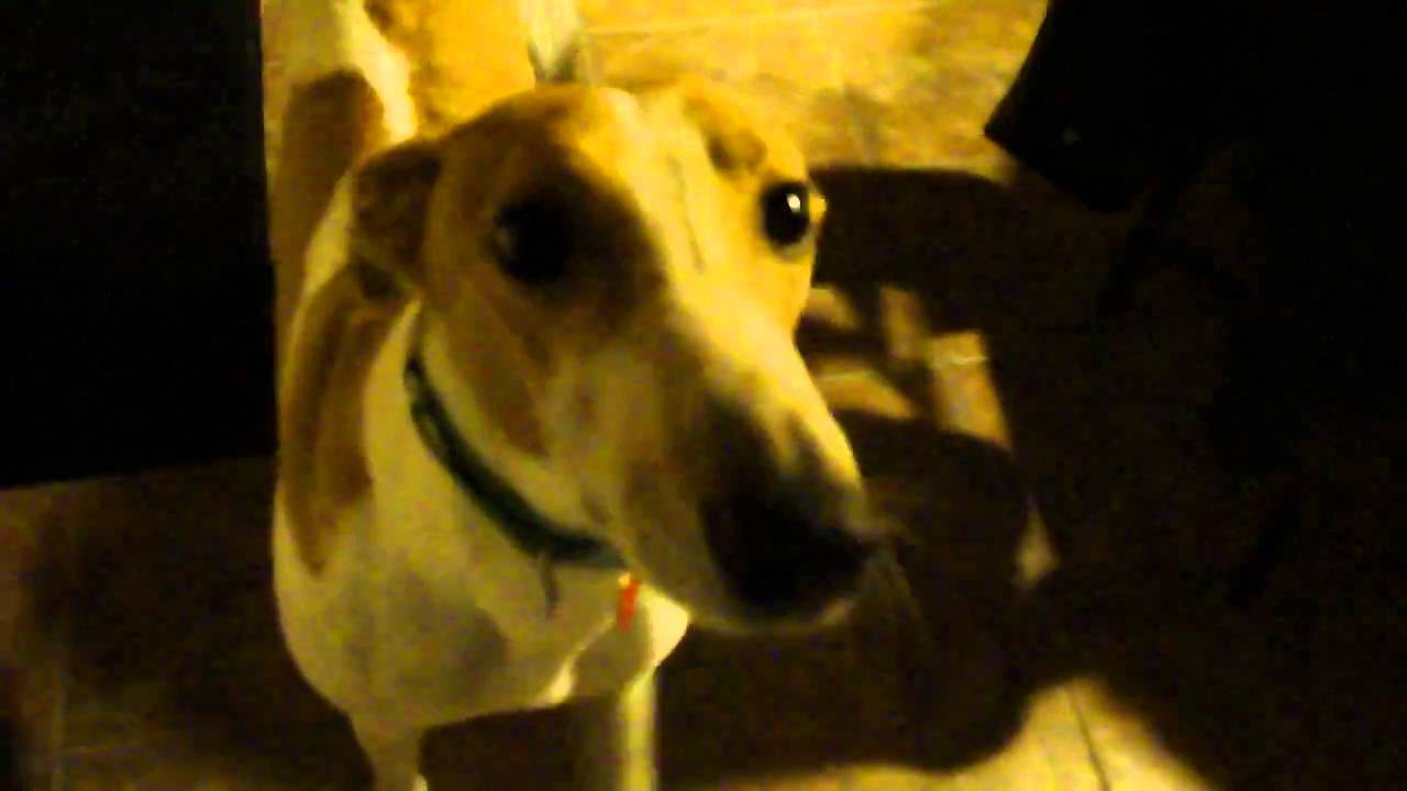 Cookie Monster Greyhound - YouTube