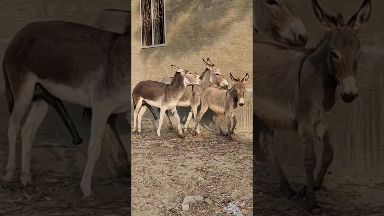 #donkey please subscribe - YouTube