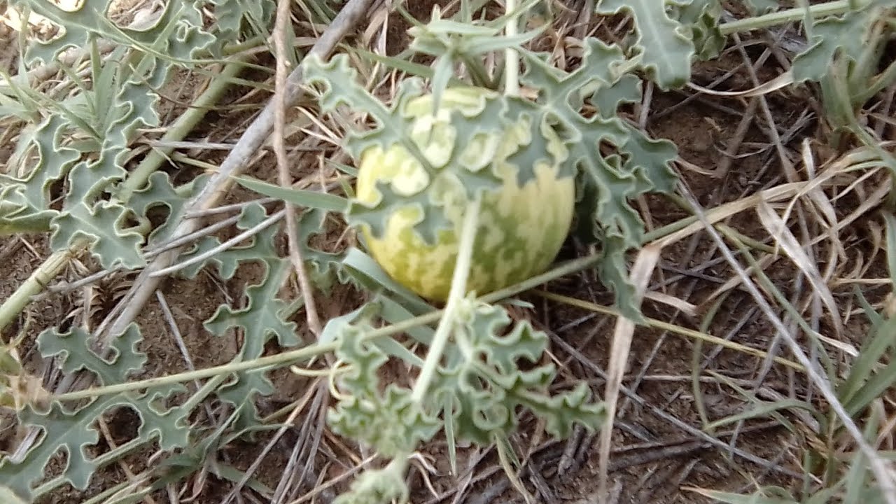 Twenty day of colocynth plant growing - YouTube