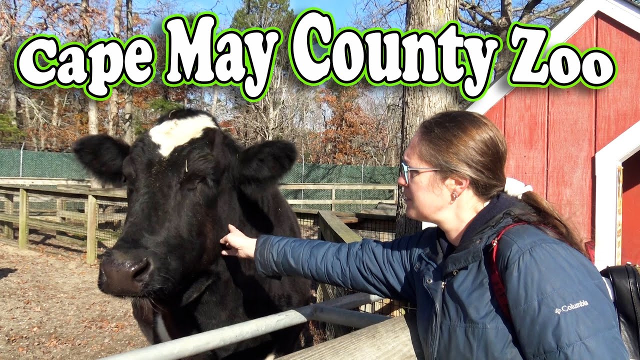Cape May County Zoo - See Over 550 Animals for FREE! - YouTube