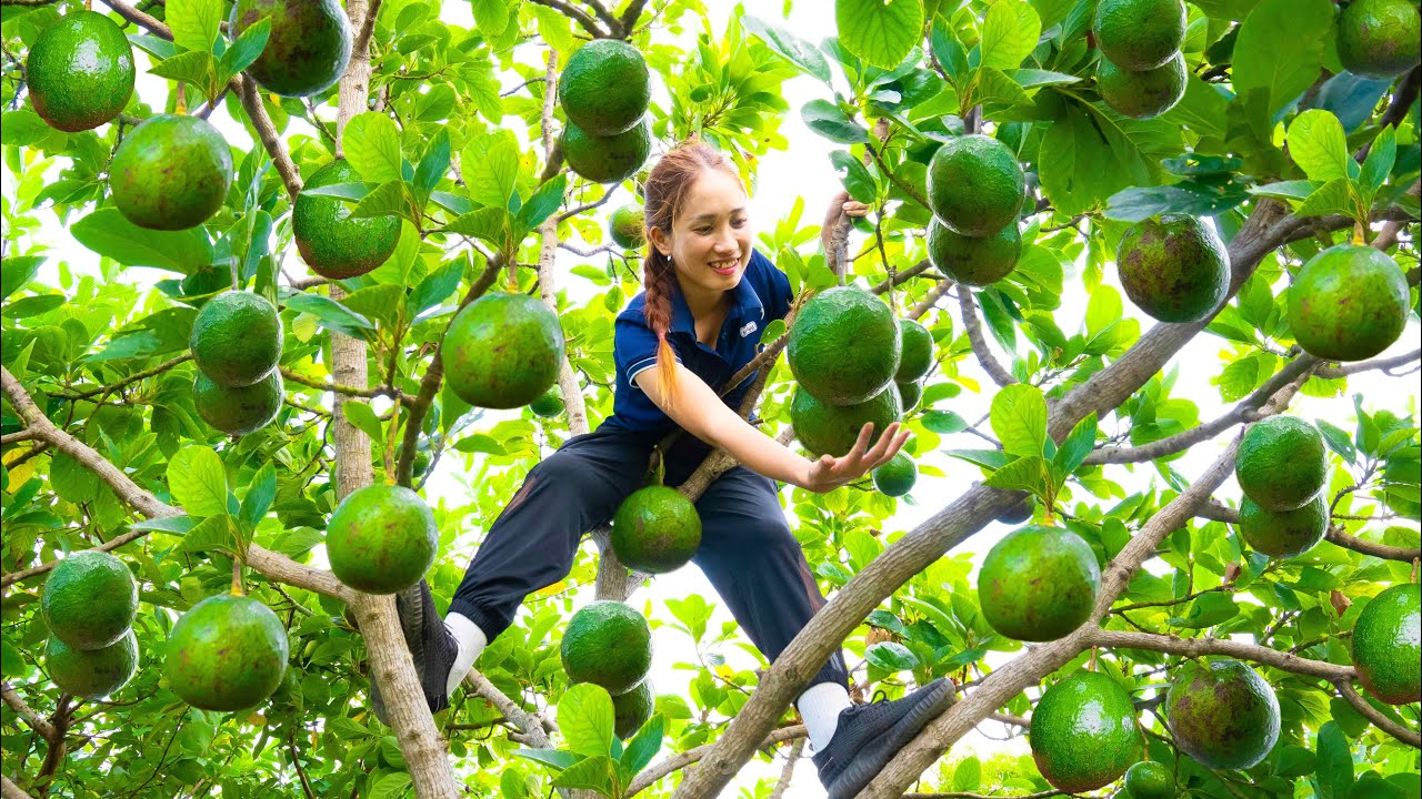Harvesting Large Round Avocados Together with his disabled brother Goes ...