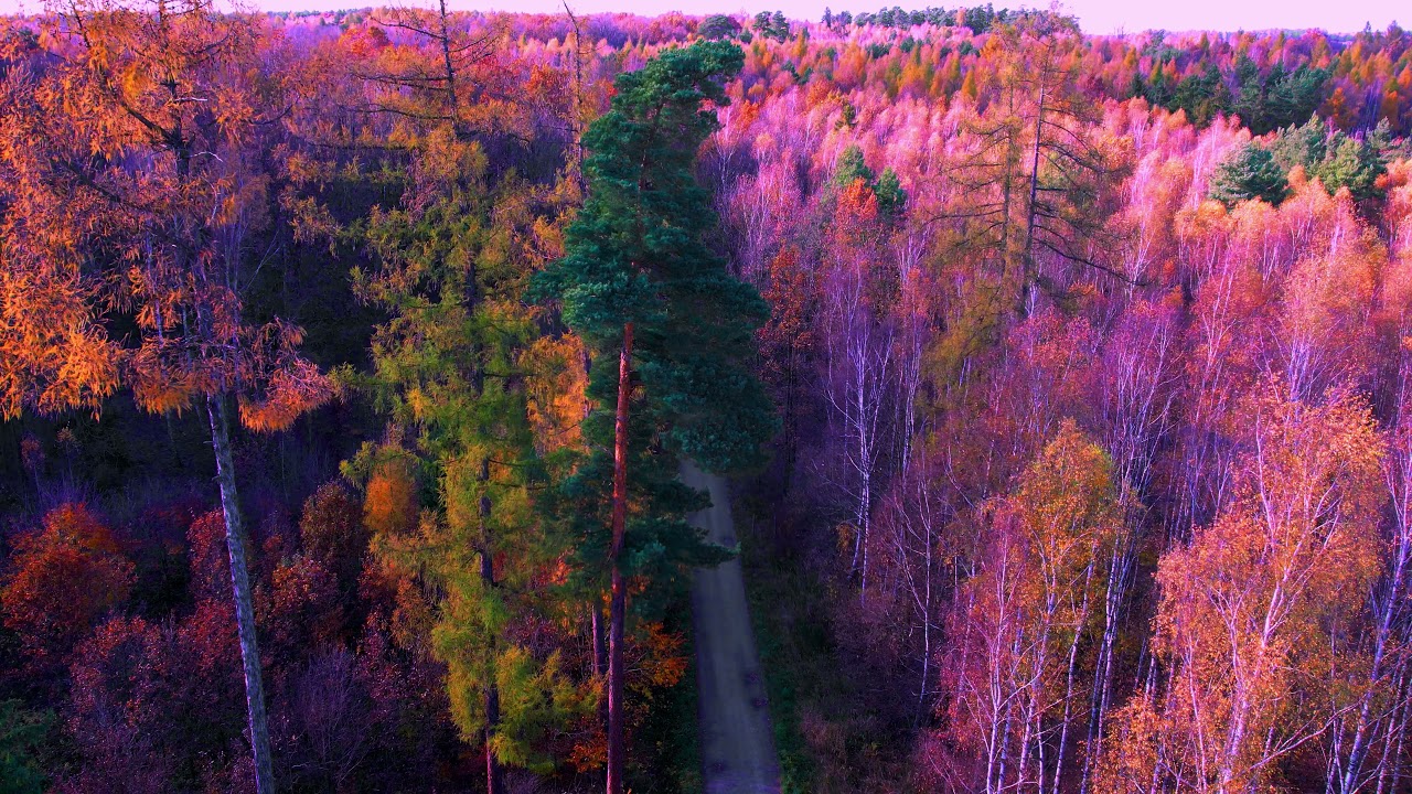 Magiczny las / Magical forest 4k - YouTube