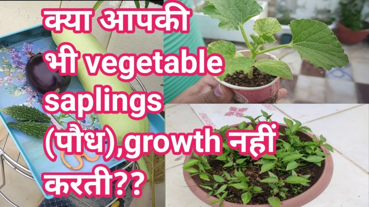 How to grow healthy saplings of vegetable plants/harvesting/grow ...