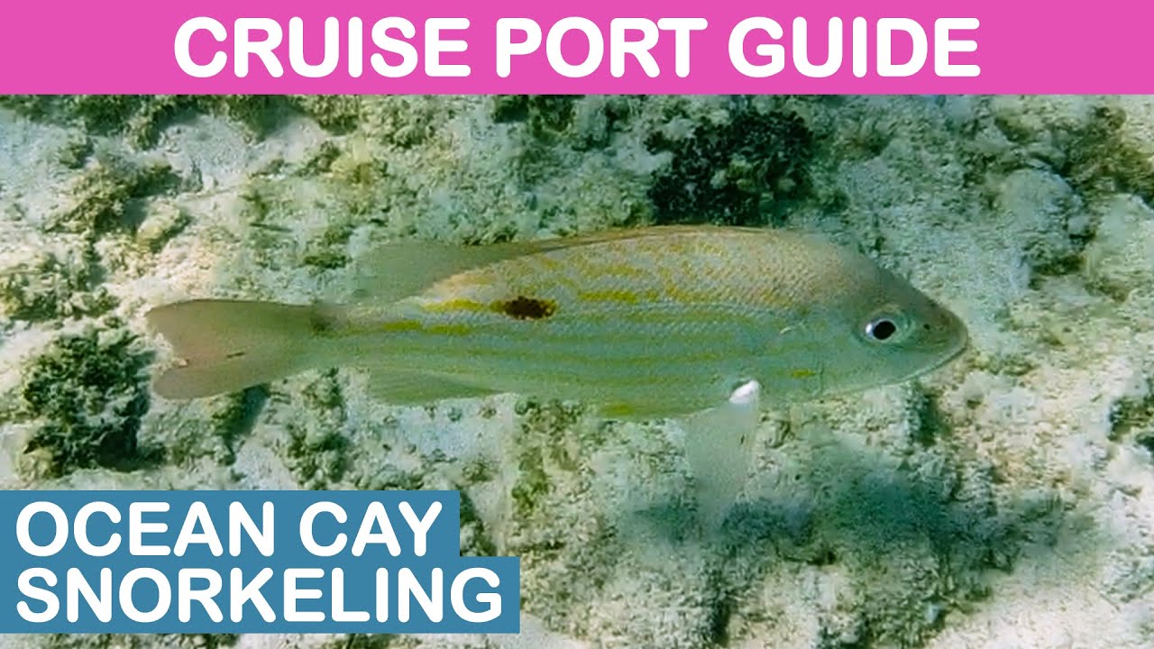 Ocean Cay (Bahamas): Snorkeling On Your Own - YouTube