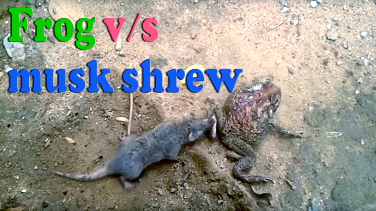 Frog eaten alive by musk shrew (Chachundar) - YouTube