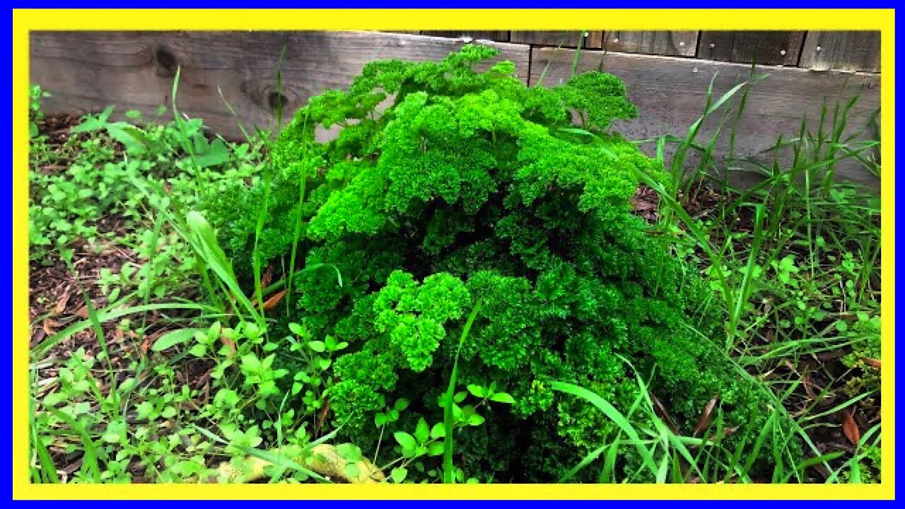 How to Grow EXTREMELY HEALTHY Parsley (EXPERIMENT) - YouTube