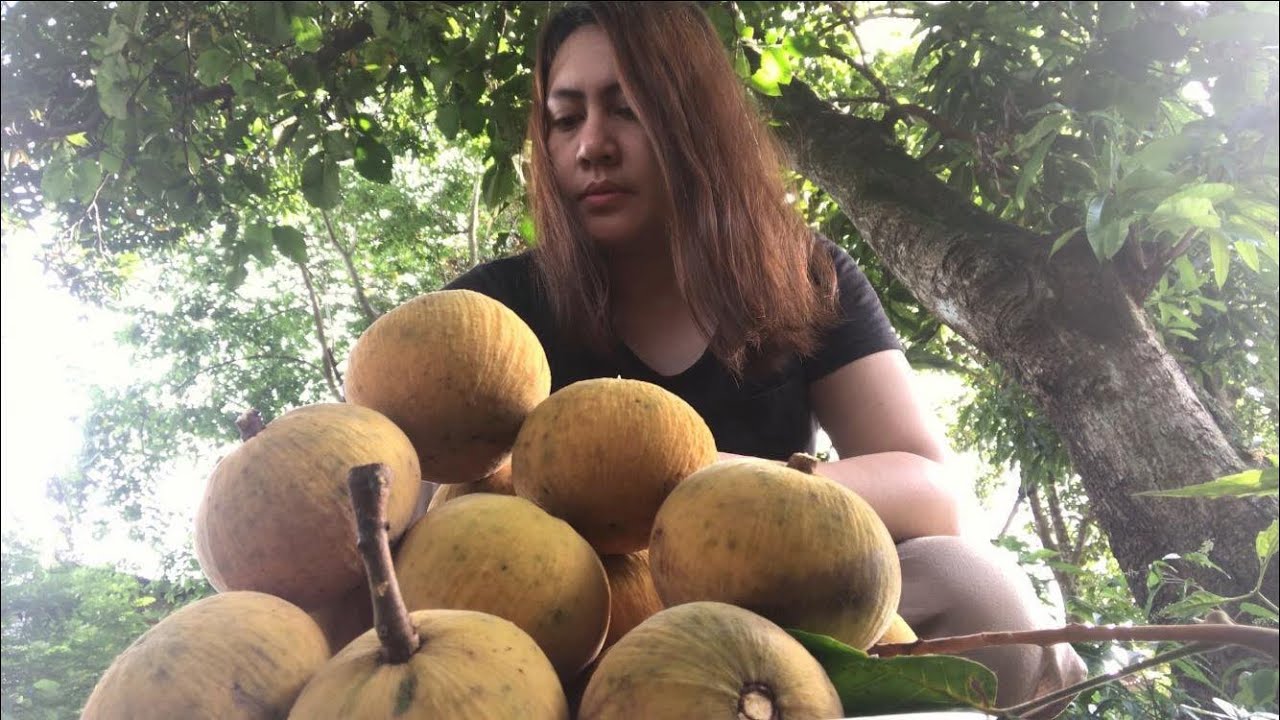Ginataang Santol (Cotton fruit)/Sinantolan | Pickled santol #sinantolan ...