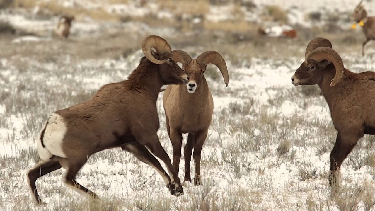 Wildlife Photography - Bighorn Sheep - HEAD BUTTING - Jackson Hole ...