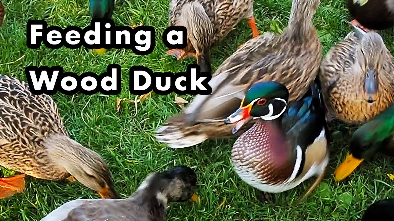 Feeding a Hungry Wood Duck and Mallard Duck Flock - Up Close - YouTube