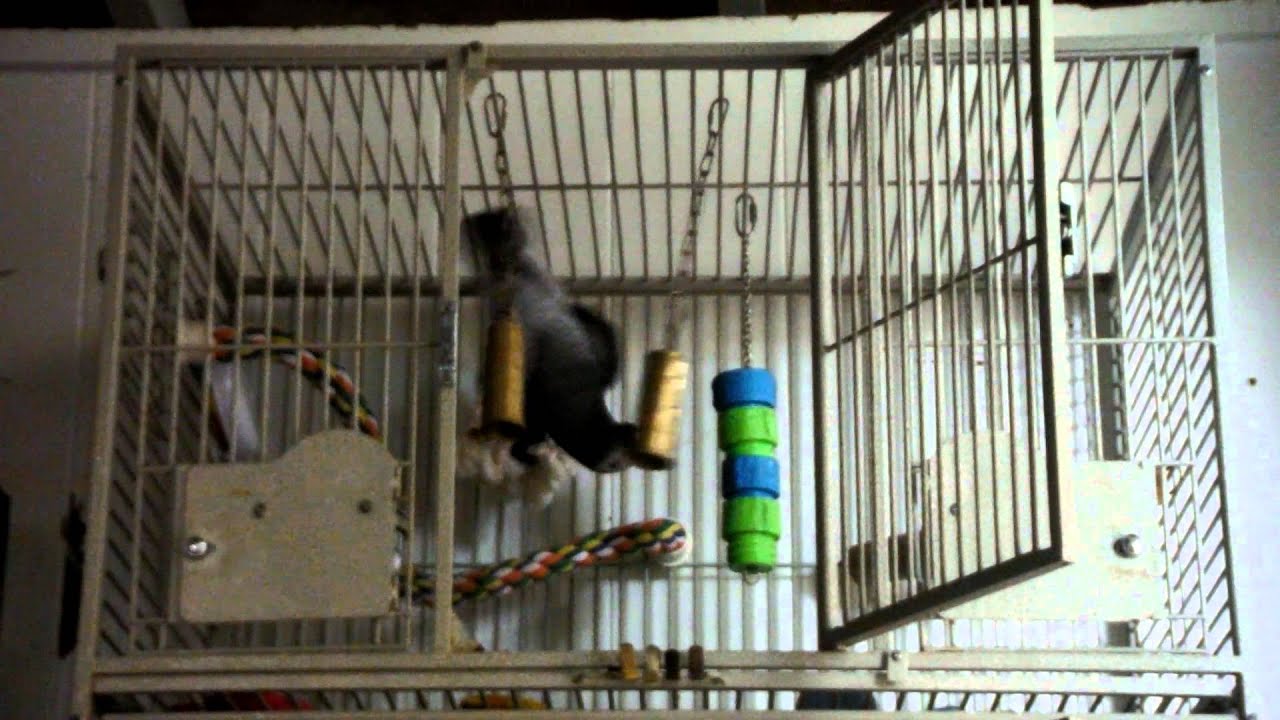 Aka plays Quasimodo. The Bell! The Bells! - YouTube