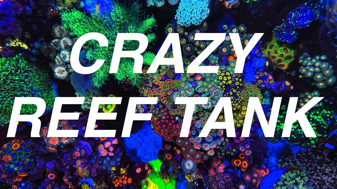 PACKED REEF - YouTube